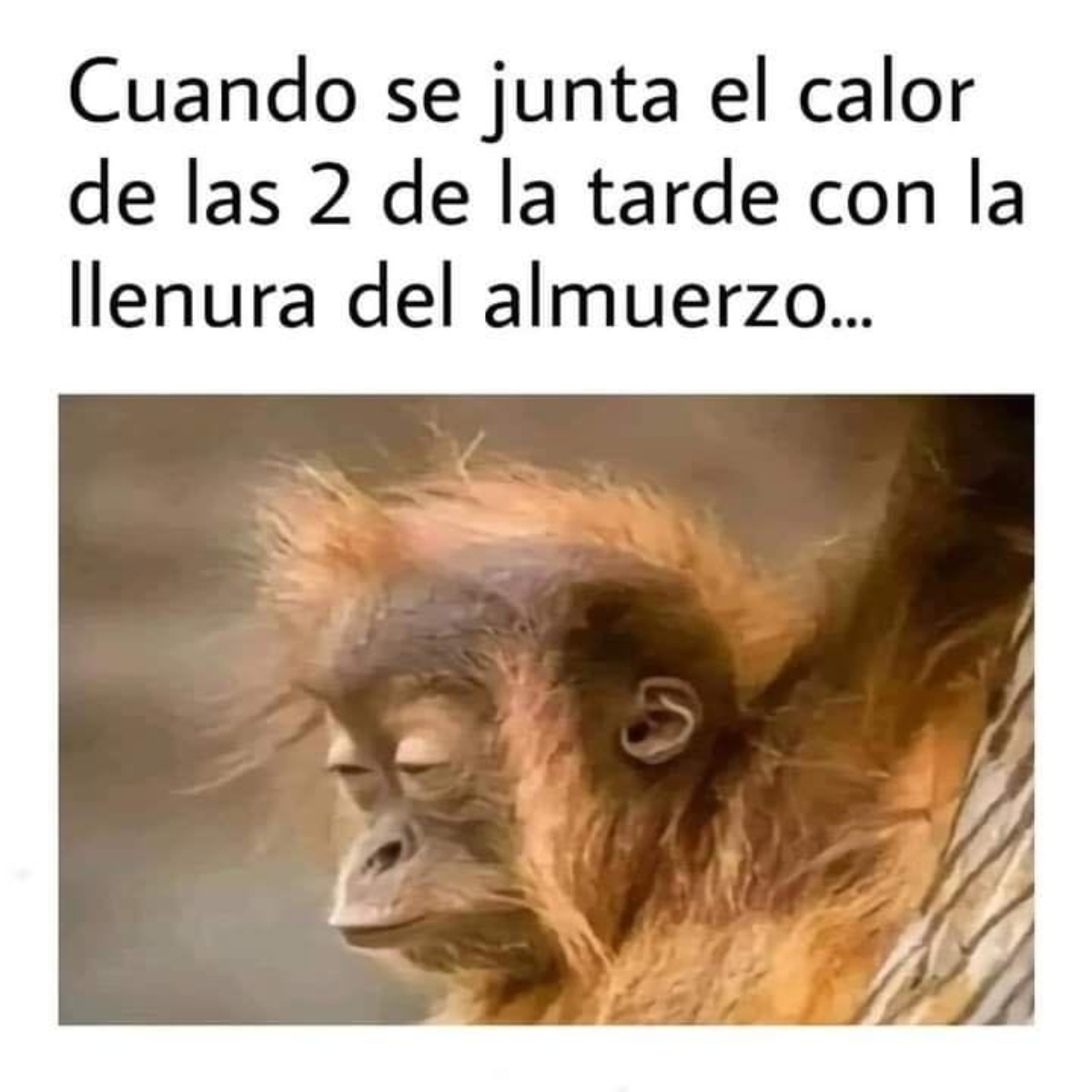 Chilango - Y para el calor… los mejores memes