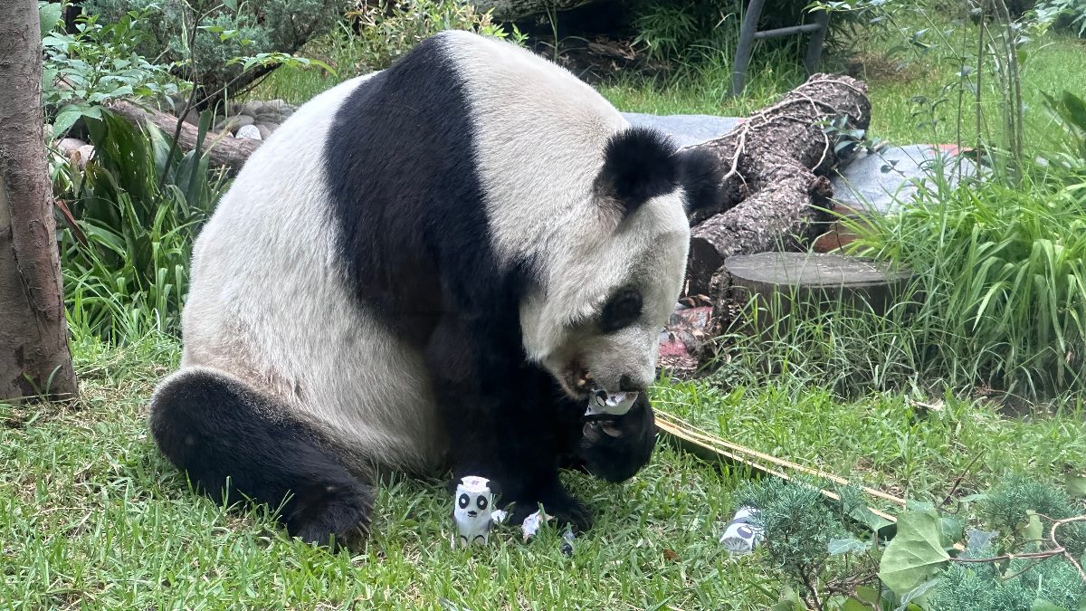 Chilango - Xin Xin, la última panda de México: 10 datos curiosos