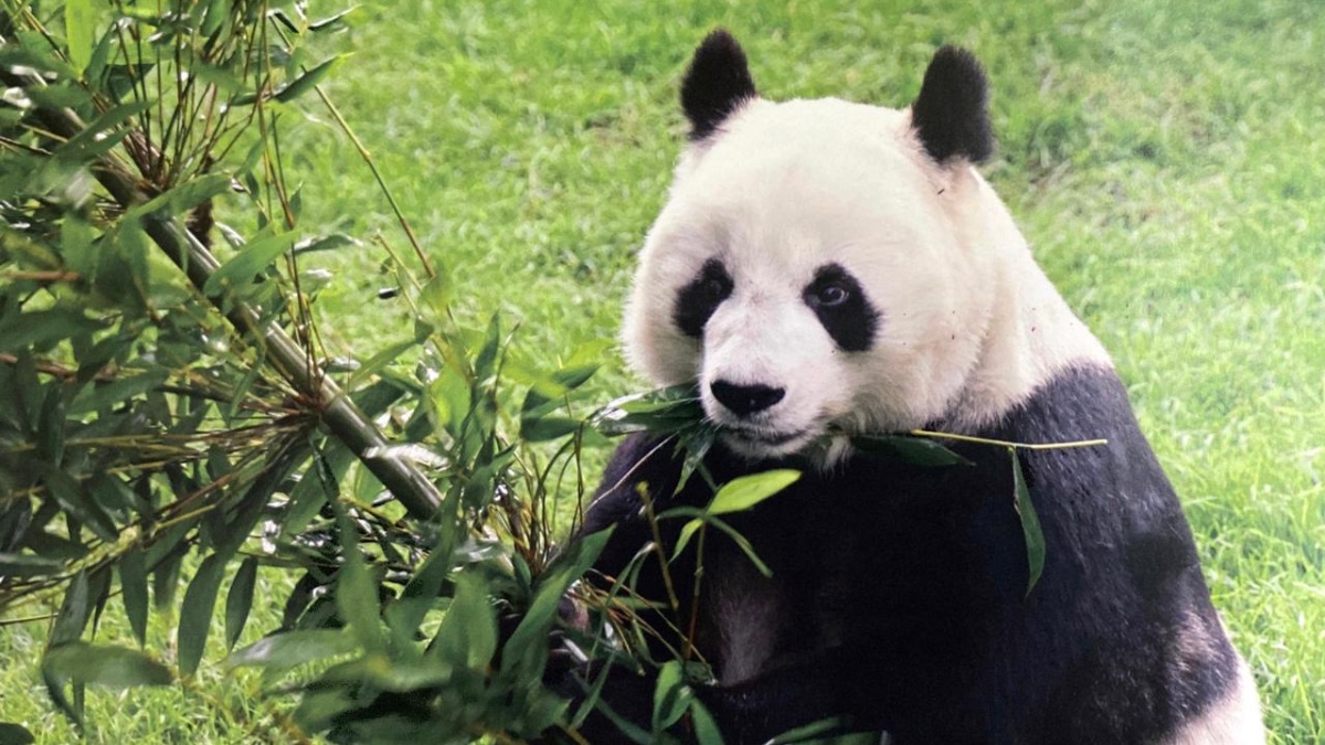 Chilango - Xin Xin, la última panda de México: 10 datos curiosos