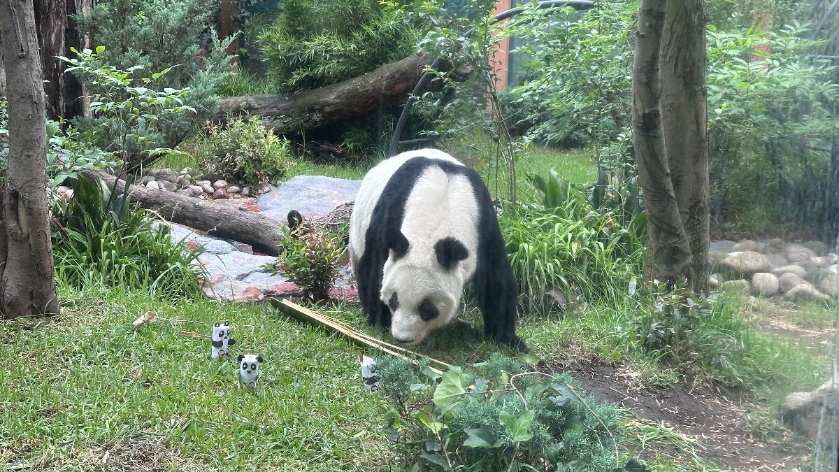XIN XIN cumple 34 años: conoce 10 datos curiosos de la última panda de ...