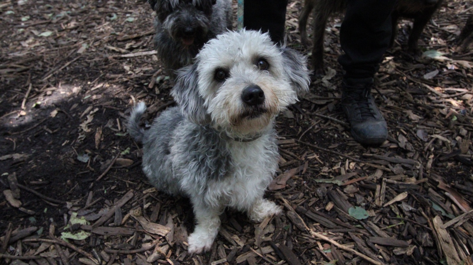 ¿Por qué cerraron el parque Ghandi de perritos en Chapultepec? Esto ...