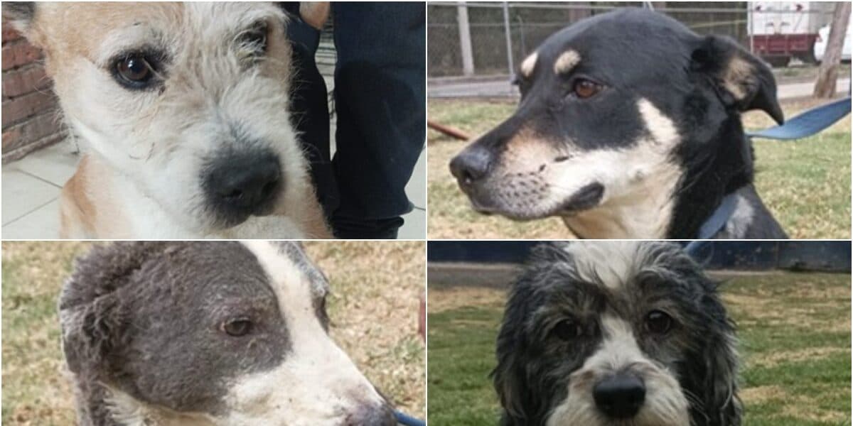 Chilango - Perros rescatados en explosión en Tlalpan buscan a dueños