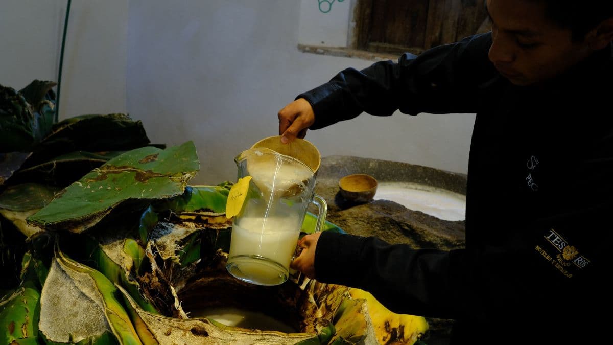 Chilango - Pulque Fest 2024: Te decimos cuándo y dónde