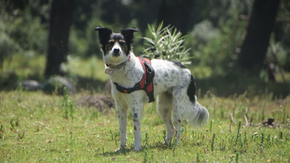 Chilango - ¿Cómo enseñar a buscar a mi perro? Taller en CDMX