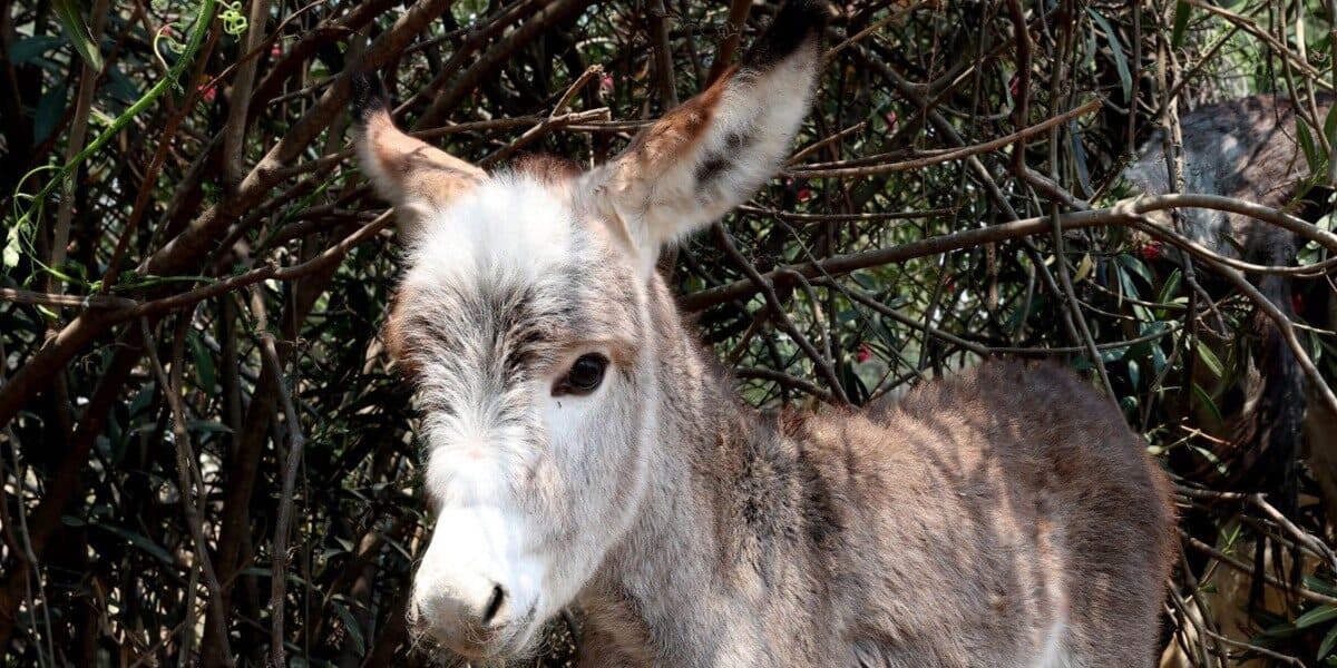 Chilango - ¡Es adorable! Conoce a Juanito, el burro recién nacido en el IPN