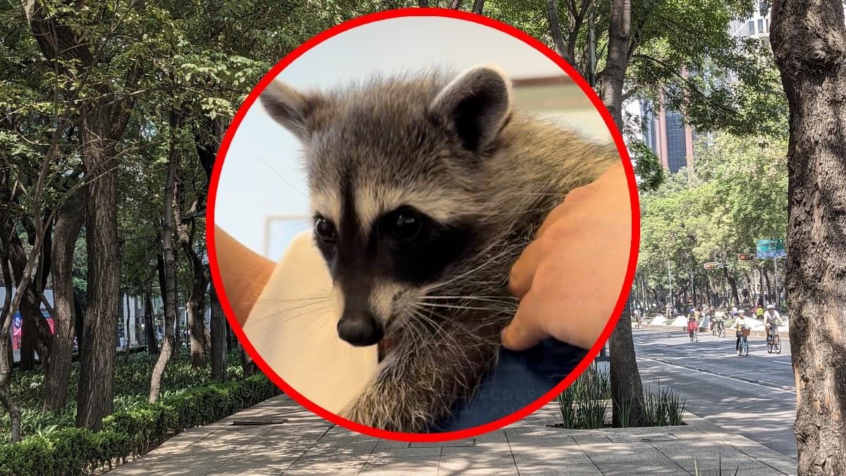 Chilango - Este mapache bebé estaba perdido en CDMX: así lo rescataron - Chilango