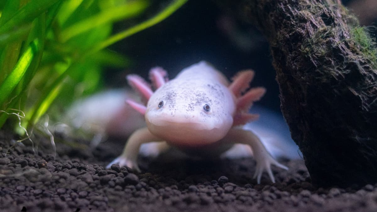 ¡Adopta un ajolote de la UNAM! Así puedes ayudar a conservar al anfibio ...