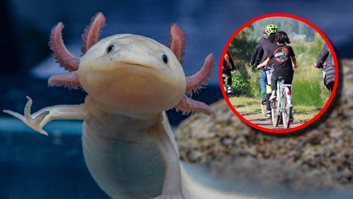 Chilango - Xochimilco CDMX: fecha, horario y costo de la Ruta del Ajolote