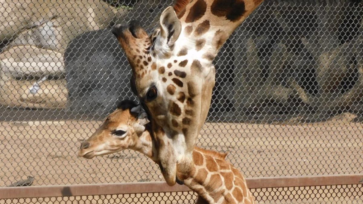 Chilango - Zoológico de Chapultepec presenta a jirafa bebé Jabari | FOTOS