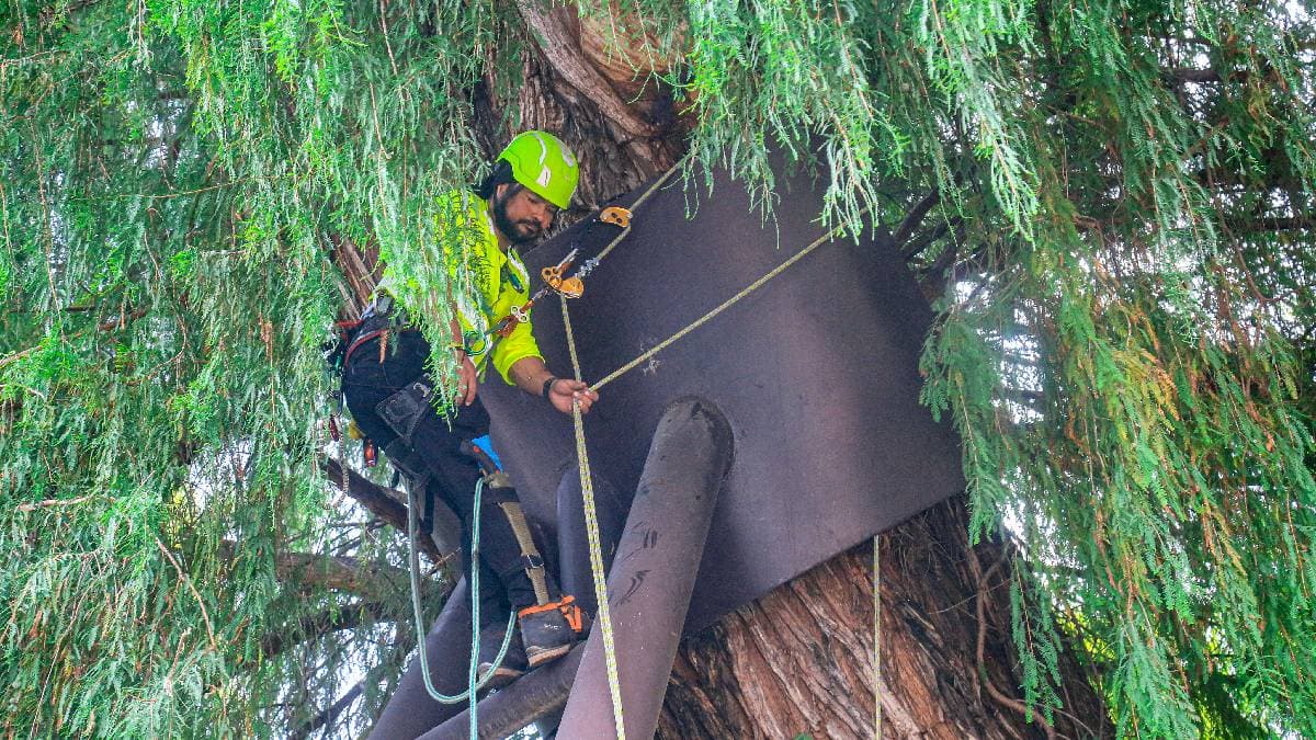 Chilango - Árboles patrimoniales de CDMX: así es Sabino, ahuehuete de ...