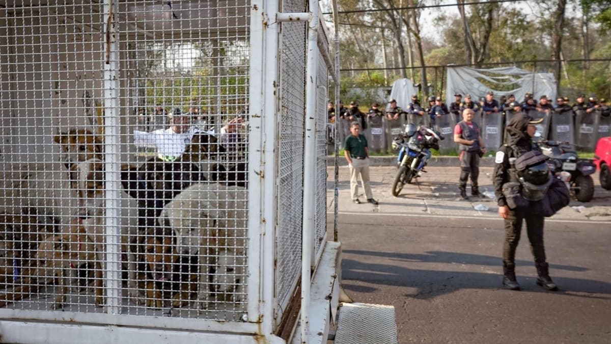 Chilango - Refugio Franciscano: desconocen paradero de 159 perros y gatos