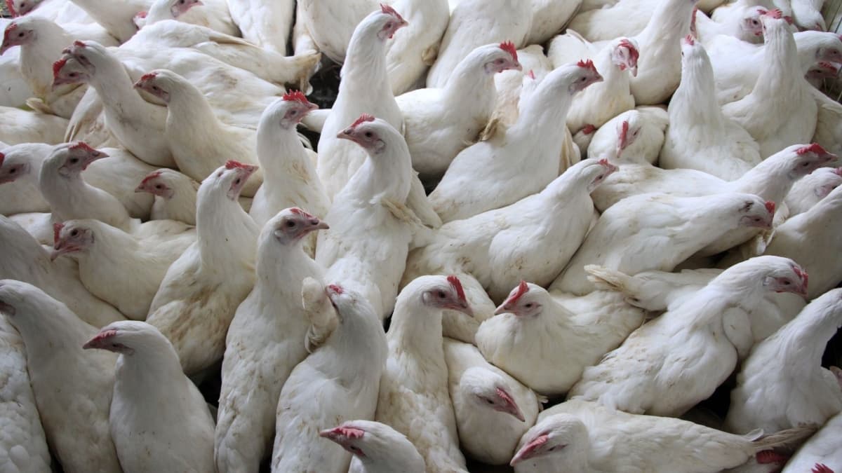 Chilango - Menos pollo importado: así será la nueva inversión de 1,300 mdd